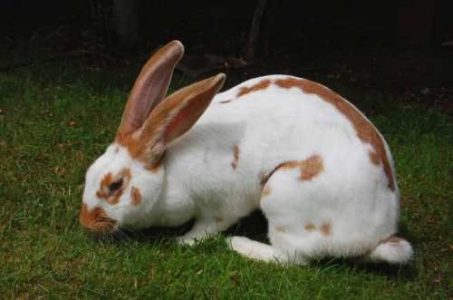 Papillon - Konijnenrassen.nlKonijnenrassen.nl