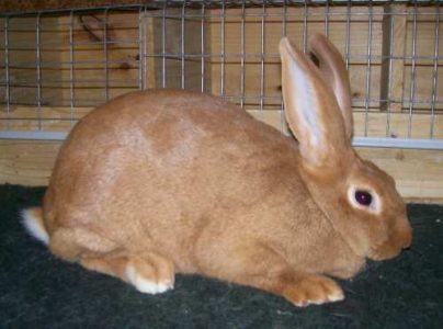 Rode Nieuw Zeelander - Konijnenrassen.nlKonijnenrassen.nl